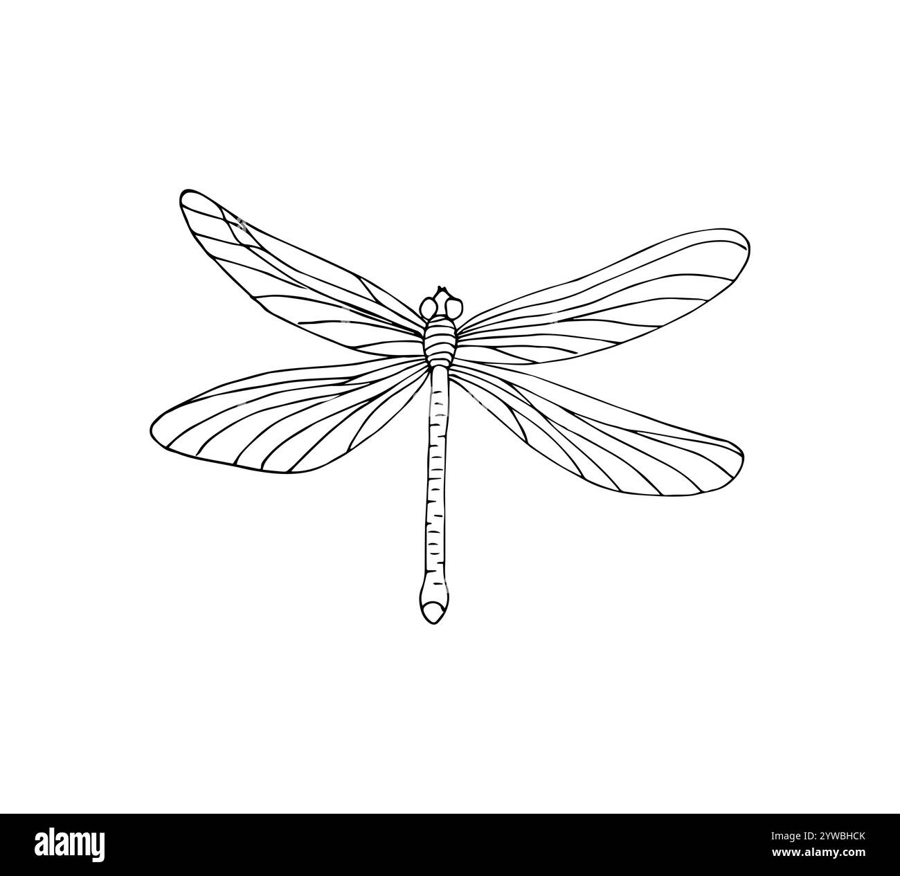 Vector hand drawn doodle sketch dragonfly isolated on white background ...