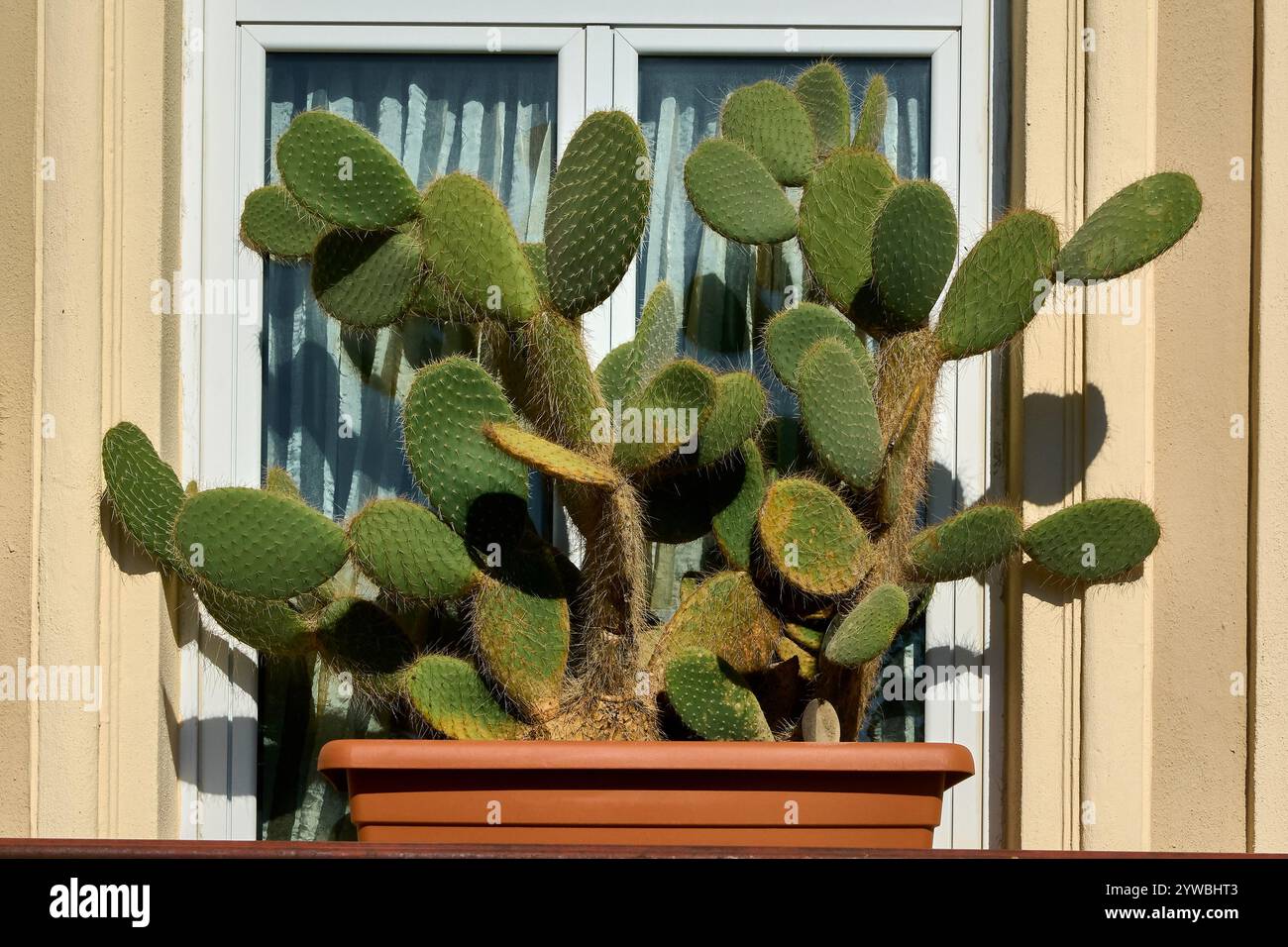 A large cactus plant with numerous oval-shaped pads and small spines ...