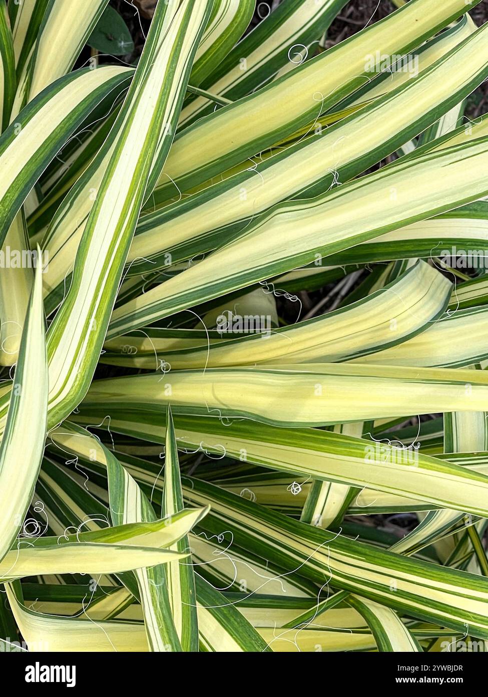Yucca aesthetic hi-res stock photography and images - Alamy