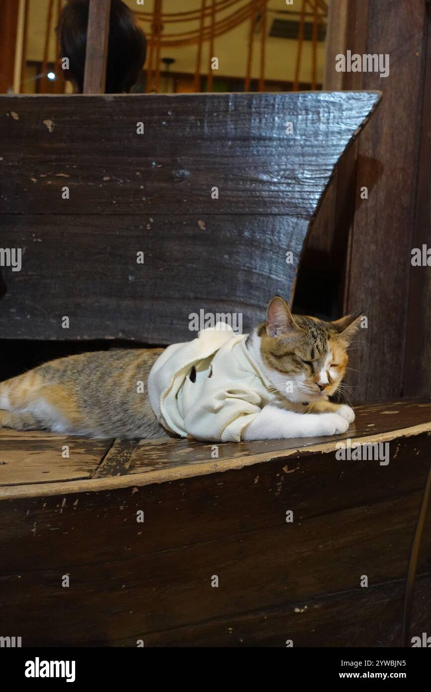 A cozy calico cat in a cream sweater relaxing on a wooden surface, set ...