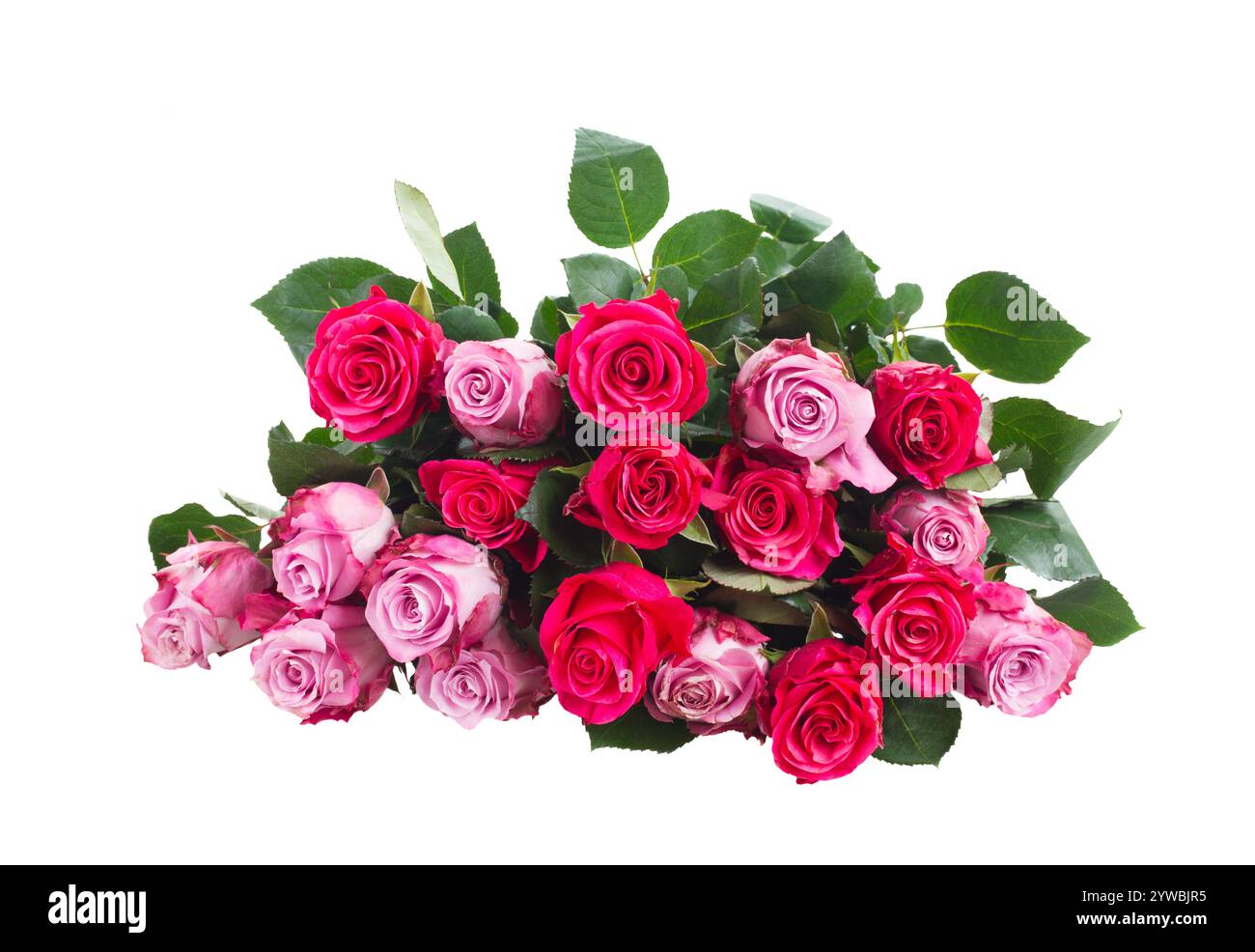 Pink blooming roses Stock Photo - Alamy