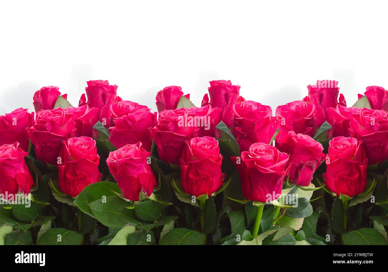 pink fresh blooming rose buds border isolated on white background Stock ...