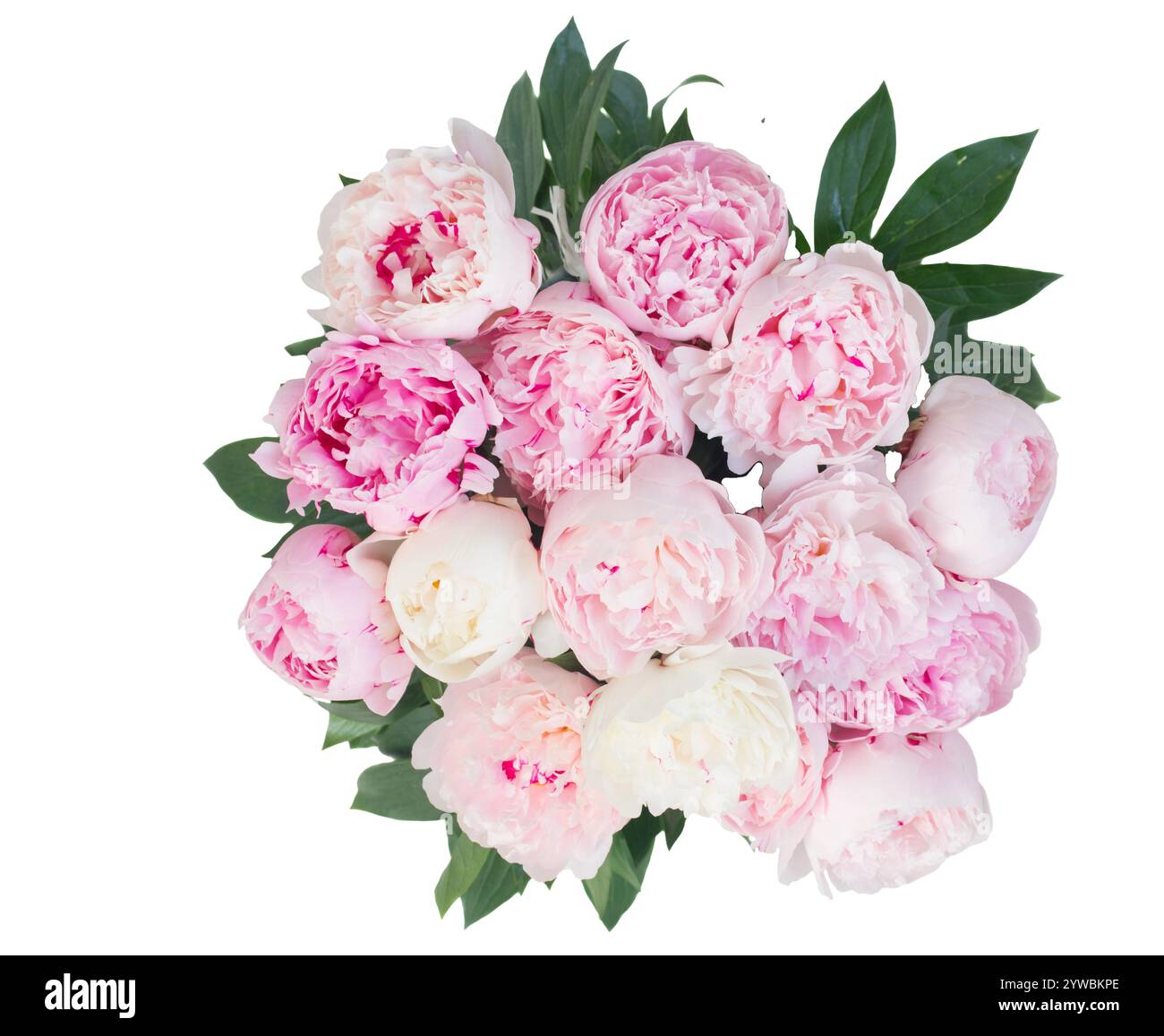 Pink peonies border image Cut Out Stock Images & Pictures - Alamy