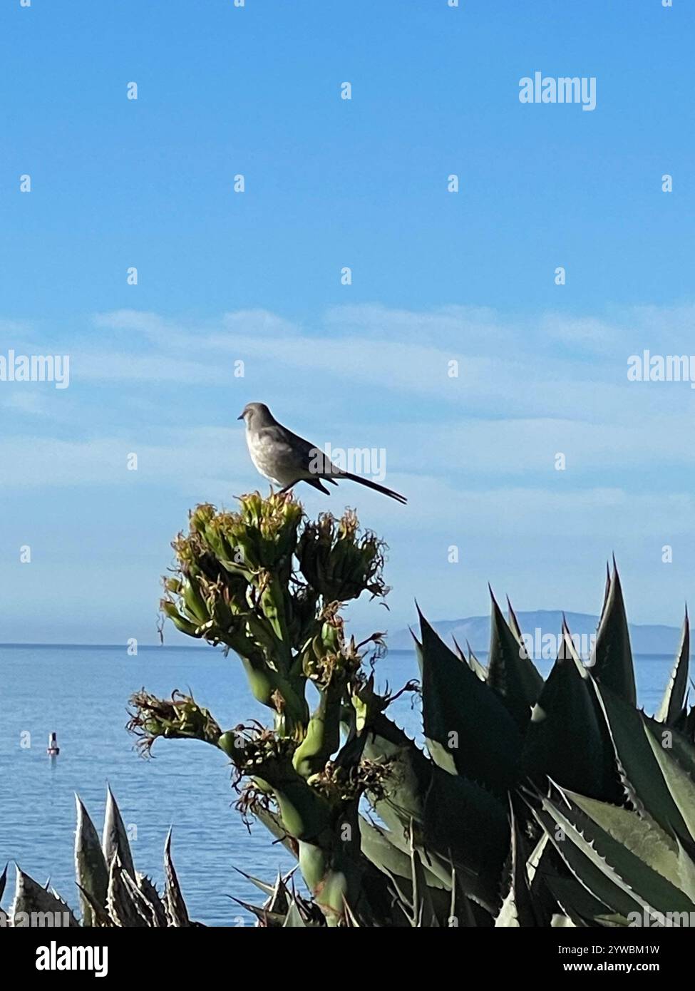 Bird Perched at Sea Stock Photo - Alamy