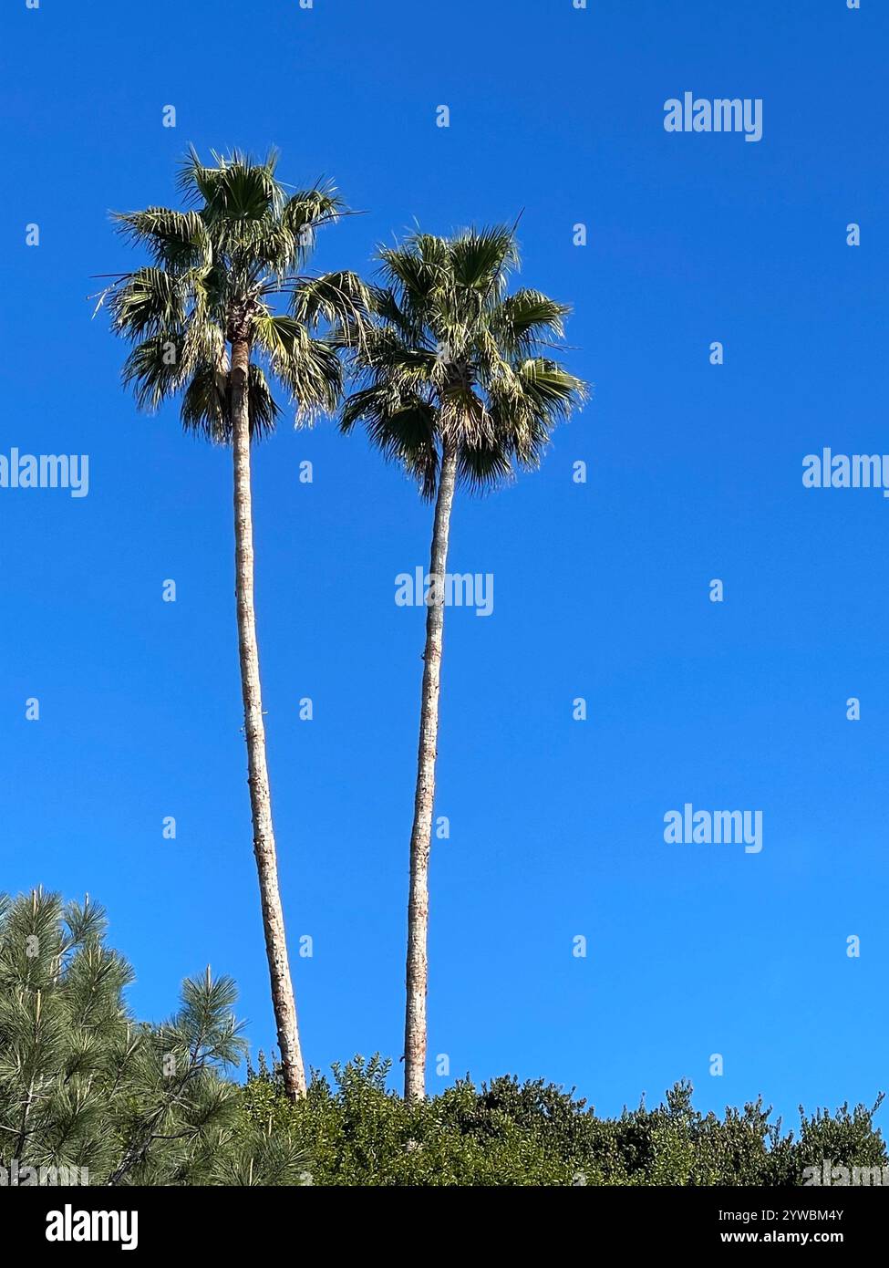 Palm Tree Pair Stock Photo - Alamy