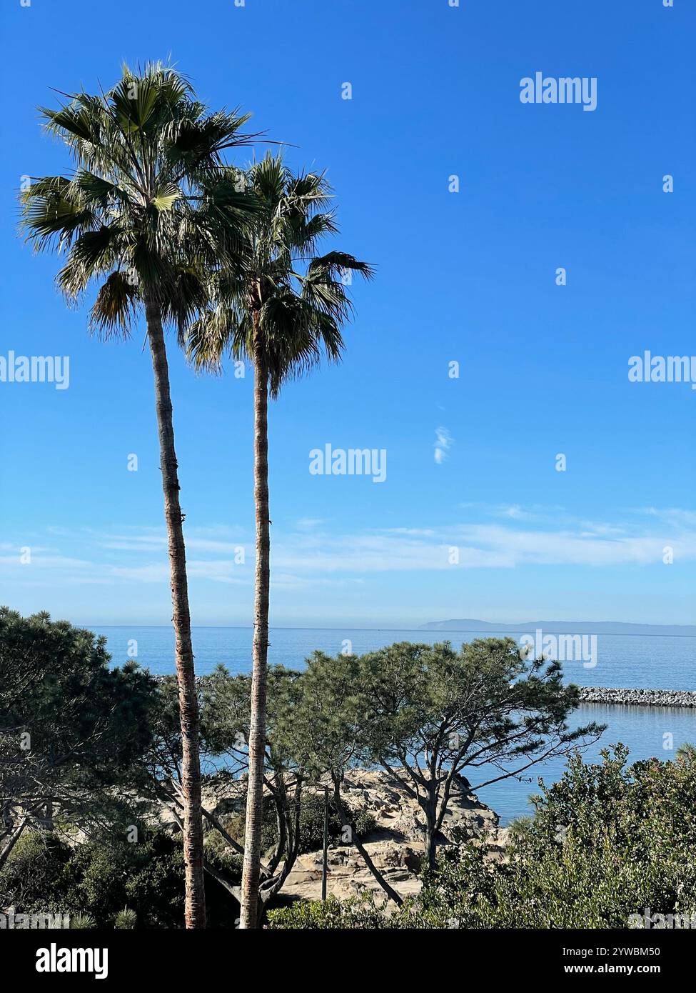 vertical palm trees Stock Photo - Alamy