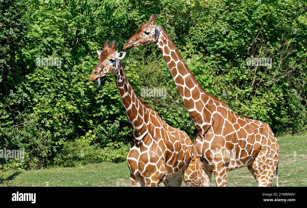 ZOO Dvůr Králové Stock Photo - Alamy