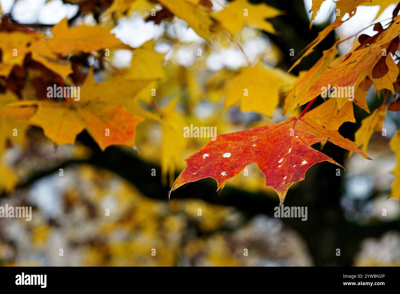 Maple leaf in fall hi-res stock photography and images - Alamy