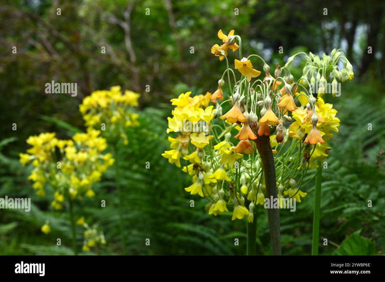 Yellow summer flowers of Sikkim cowslip Primula sikkimensis in UK ...