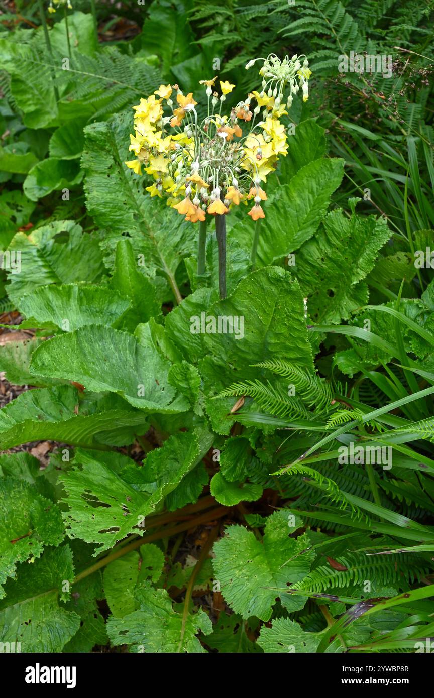 Yellow summer flowers of Sikkim cowslip Primula sikkimensis in UK ...