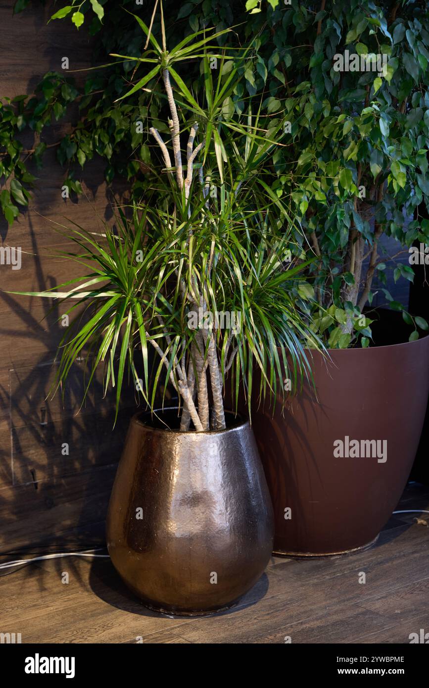 Creating a Stylish Indoor Plant Arrangement in Modern and Elegant Pots ...