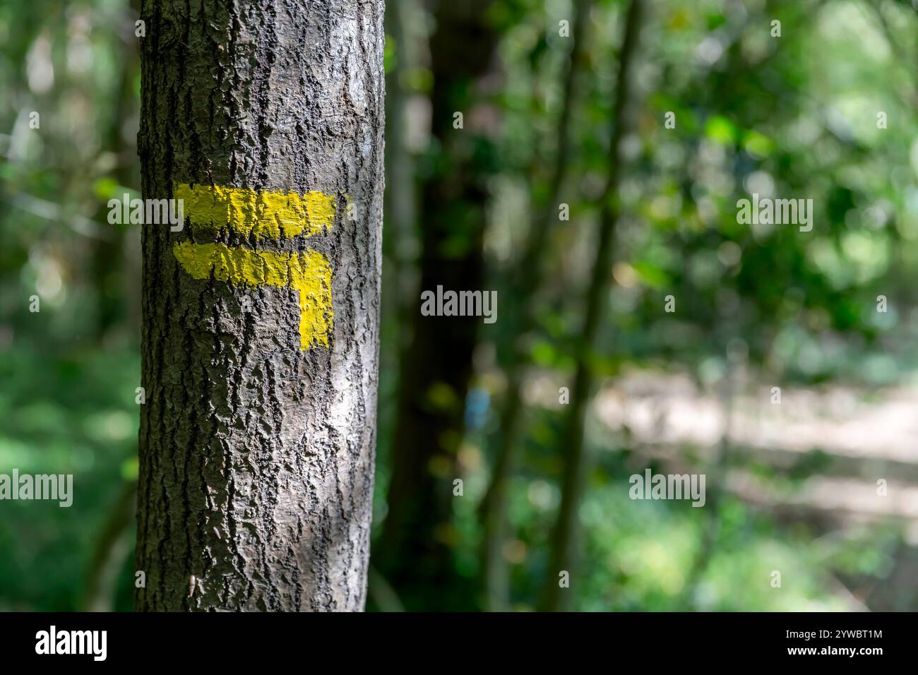 Hiking trail marking in France. Marking the tourist route on the tree ...