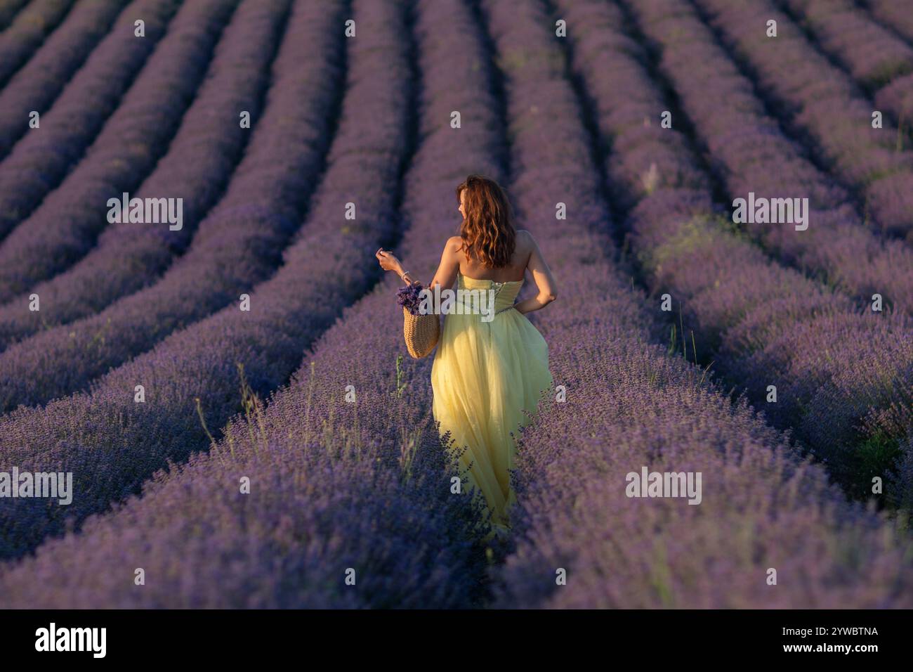 Lavender Fields Woman Dress Provence: Woman in yellow dress runs ...