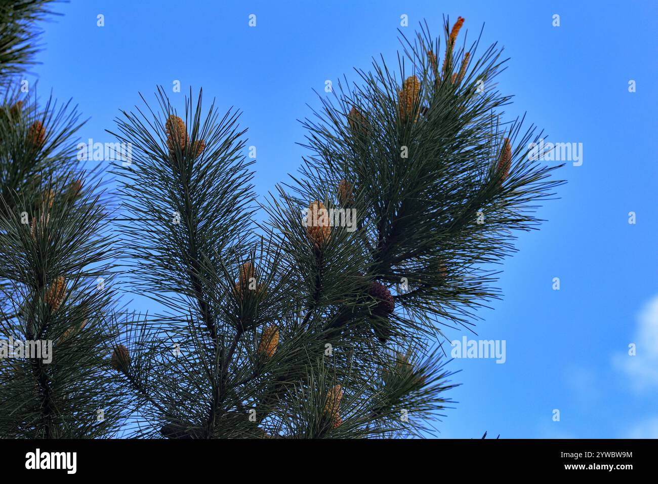 Pine Tree, Nature Close-Up - December 10, 2024: A vibrant macro view of ...
