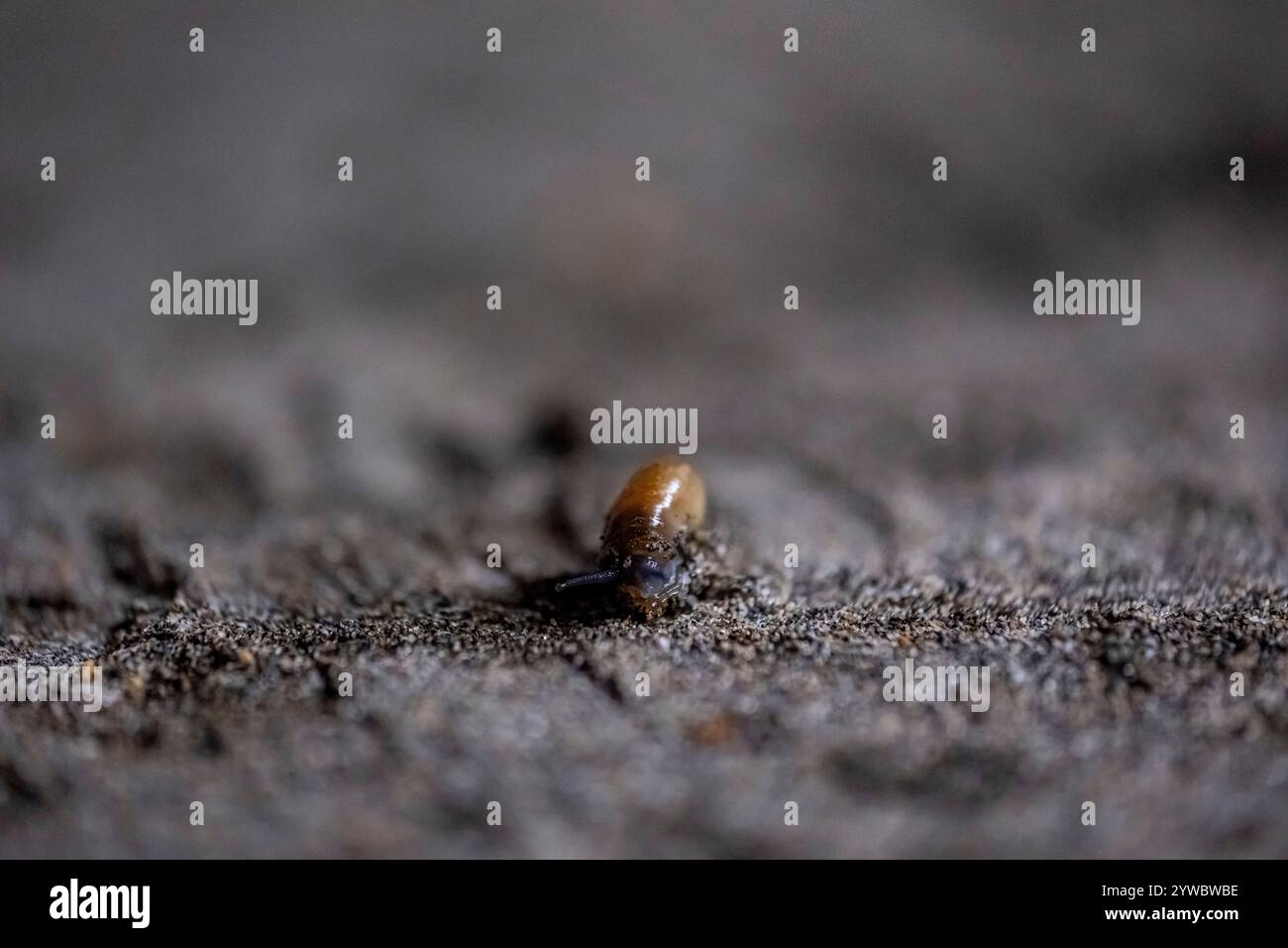 A bug is crawling on the ground. The bug is brown and he is small. The ...