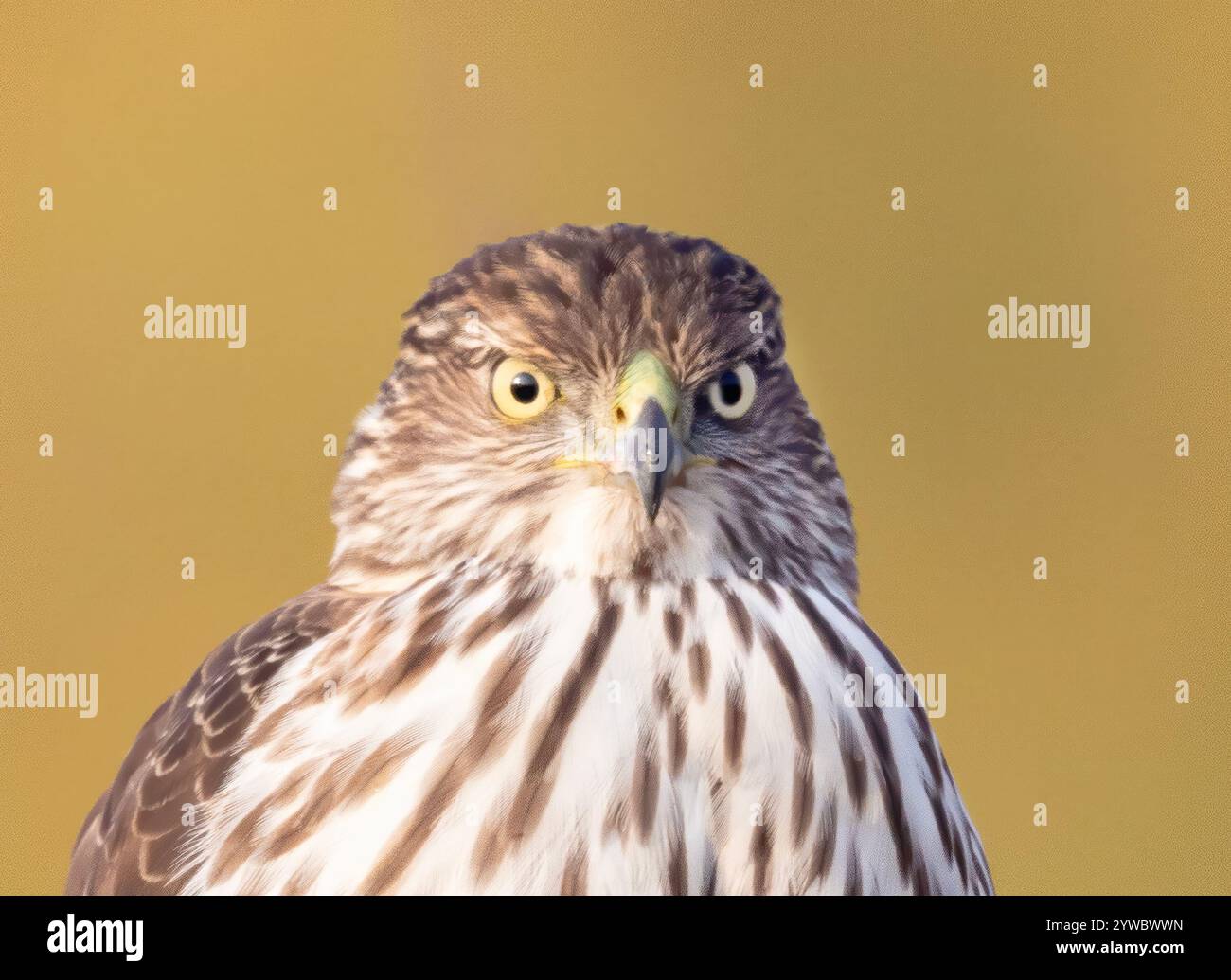 Cooper's Hawk Facing Camera Head Shot Stock Photo - Alamy