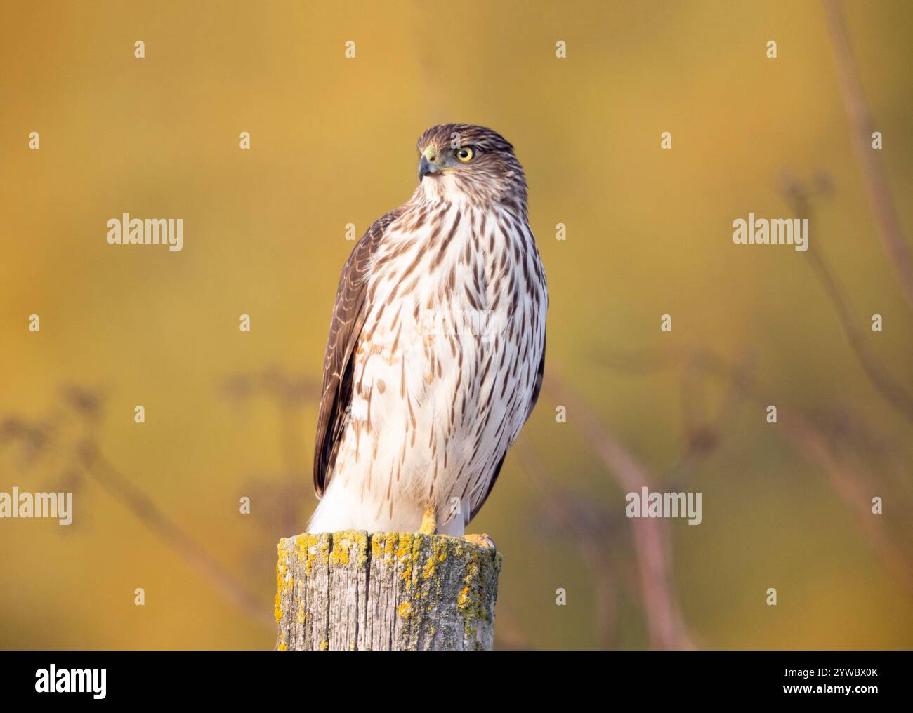 Cooper's Hawk on Post Yellow BG Stock Photo - Alamy