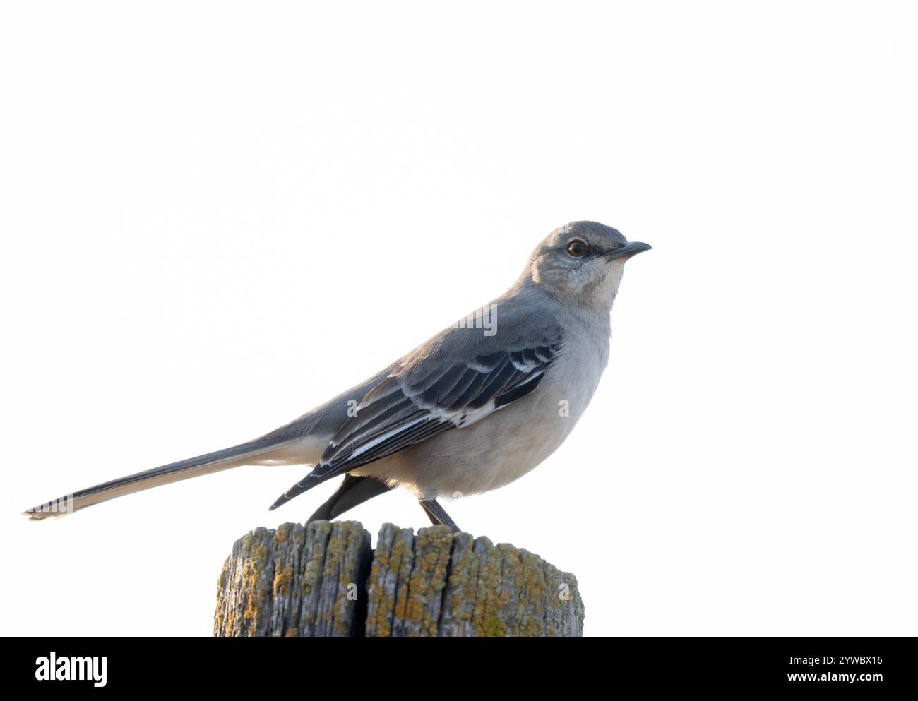 Northern Mockingbird Hi Key Stock Photo - Alamy