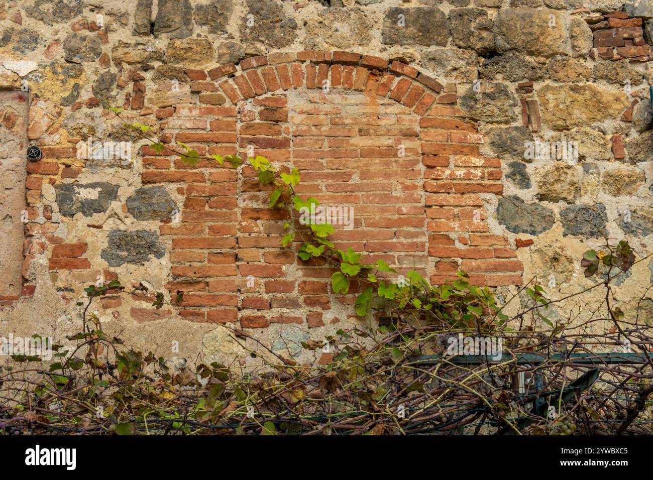A grape vine on a remodeled wall in the medieval walled town of ...