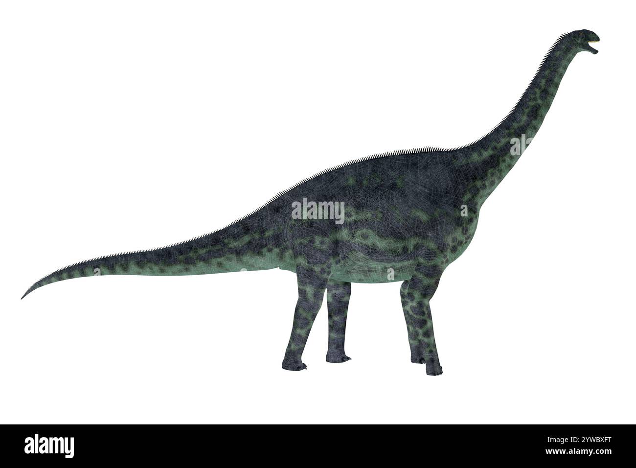 Cetiosaurus was a herbivorous sauropod Titanosaur that lived in Africa ...