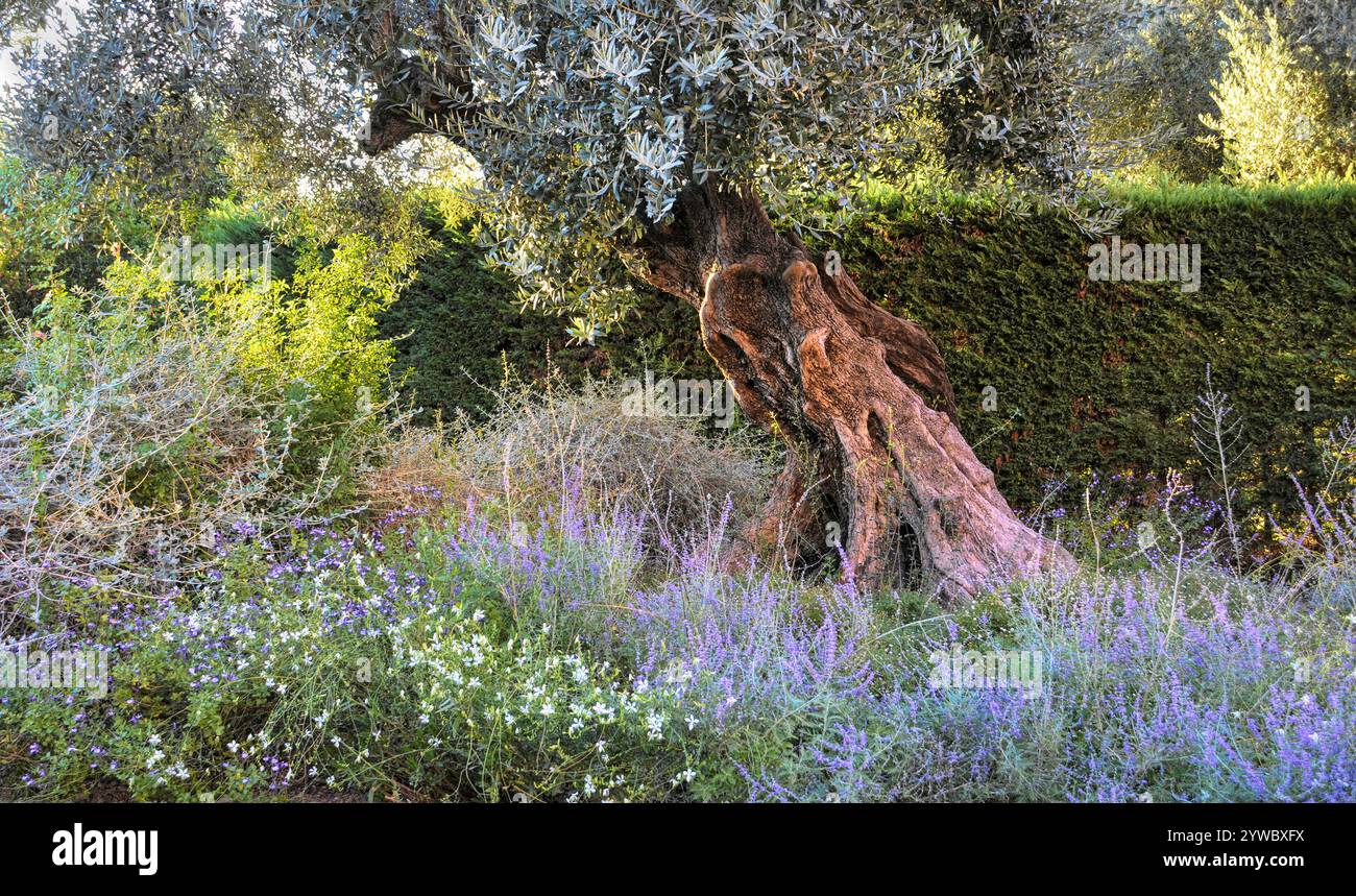 Ancient olive tree, Peralada, Spain Stock Photo - Alamy