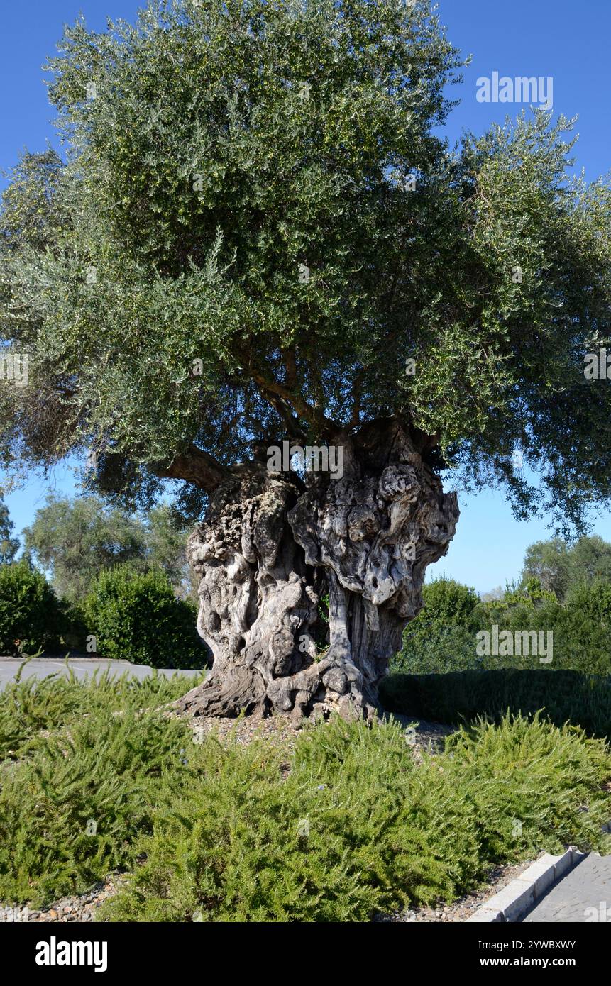 Olives roman empire hi-res stock photography and images - Alamy