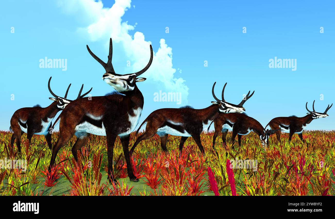 Kyptoceras was a antelope type mammal that lived in North America ...