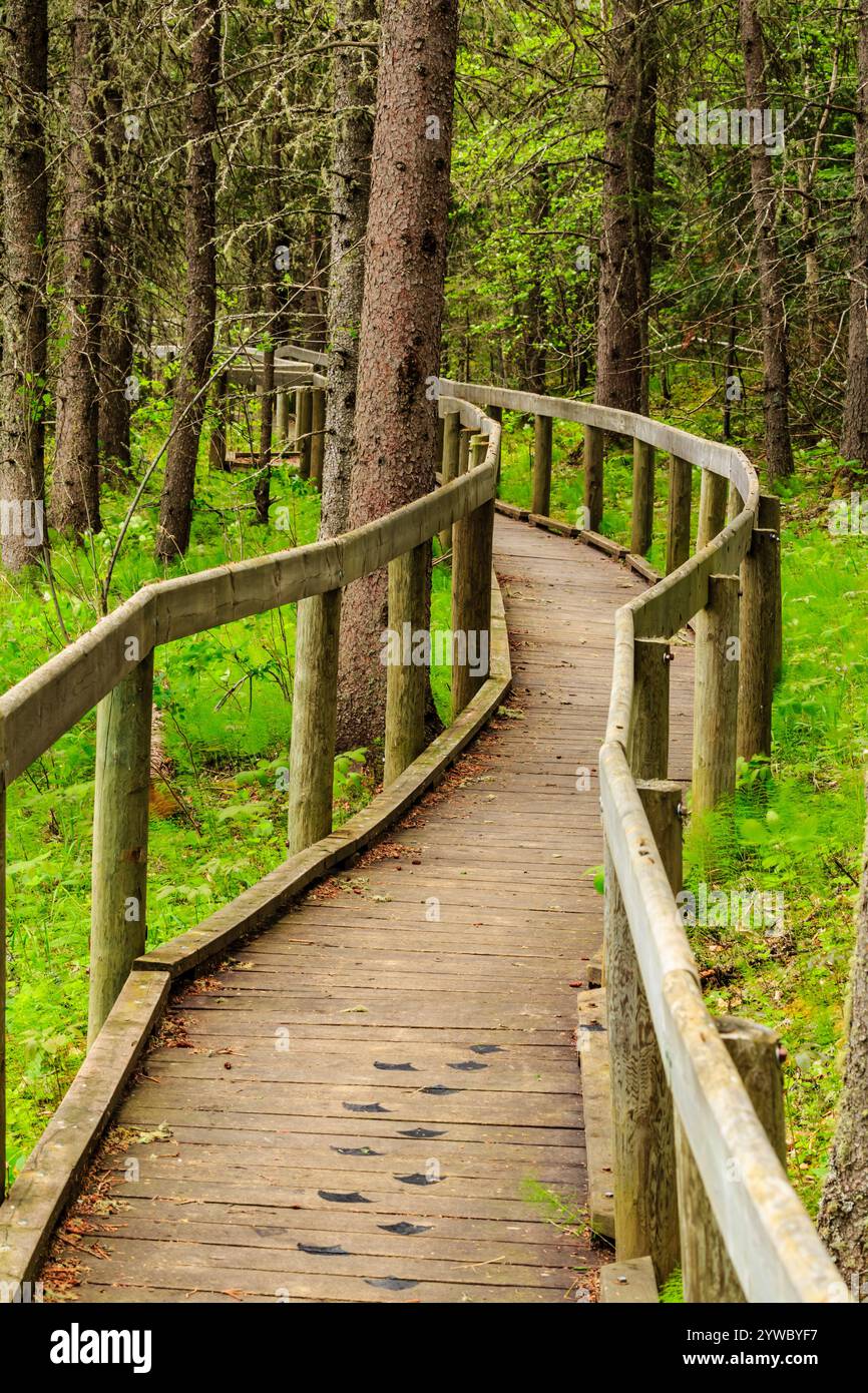 A wooden walkway in a forest with trees on either side. The walkway is ...