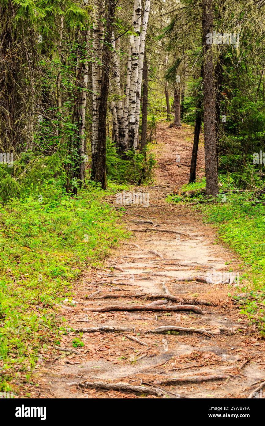 Path through forest lot foliage hi-res stock photography and images - Alamy