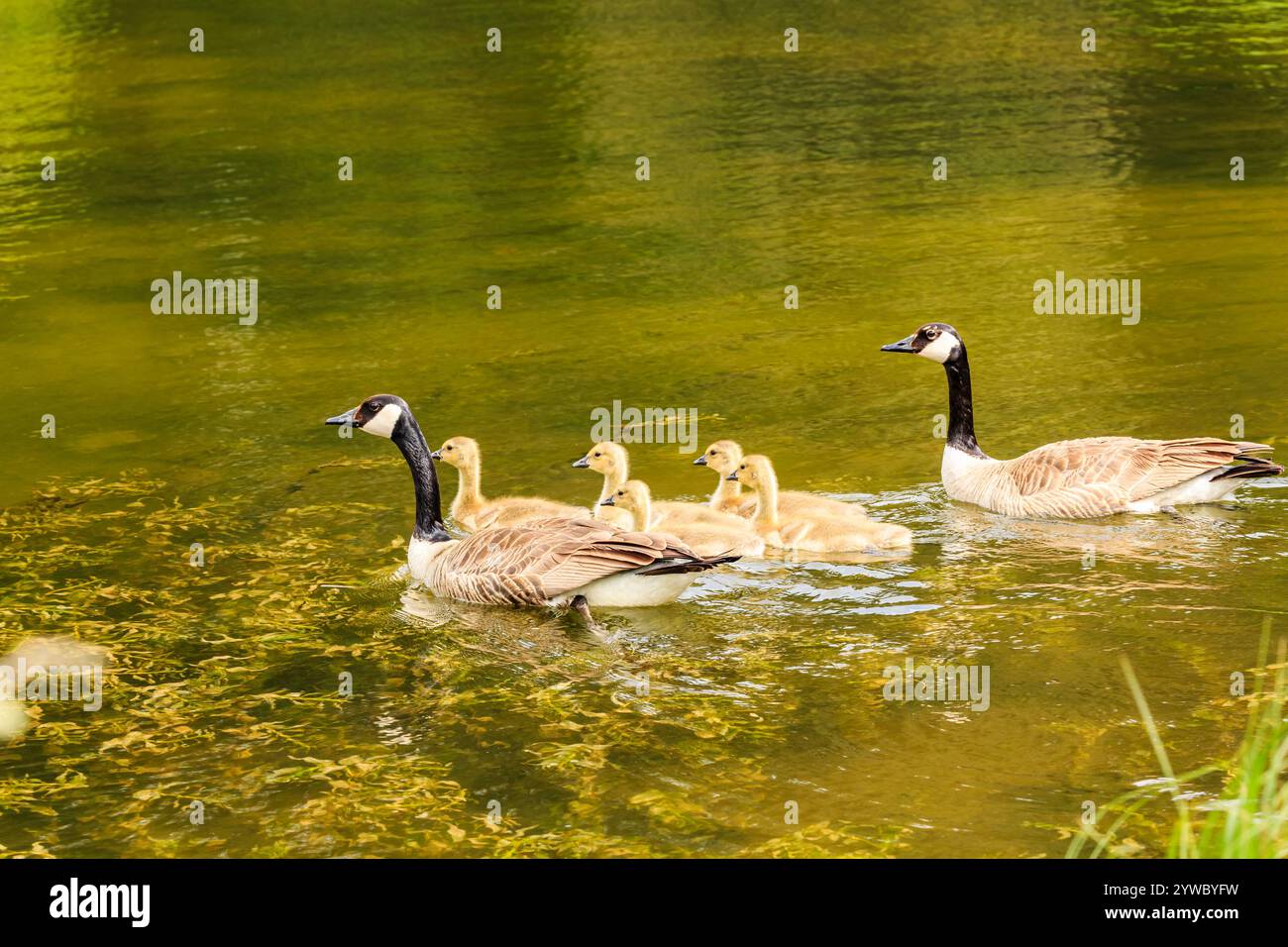 A family of ducks swims in a pond. The mother duck is leading the way ...