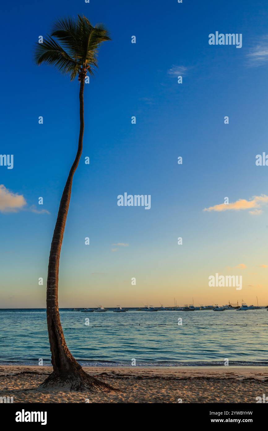 A palm tree stands tall on a beach with a clear blue sky above. The ...