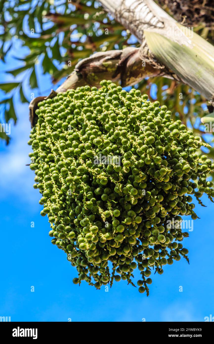 A bunch of green fruit hanging from a tree. The sky is blue and clear ...