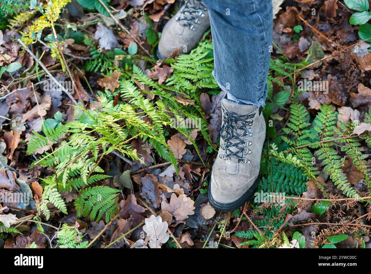 Female feet in hiking boots in the forest with ferns Stock Photo - Alamy