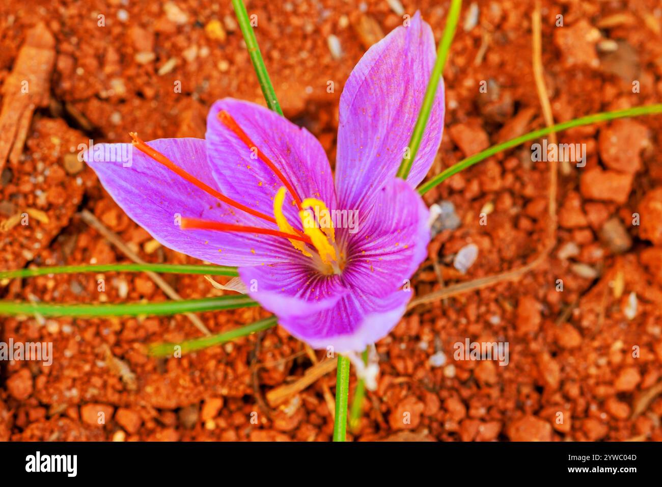 In rich, red soil, vibrant purple saffron flowers bloom from these ...