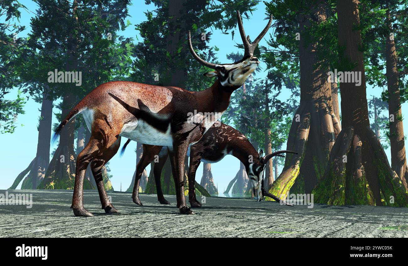 Kyptoceras was a antelope type mammal that lived in North America ...