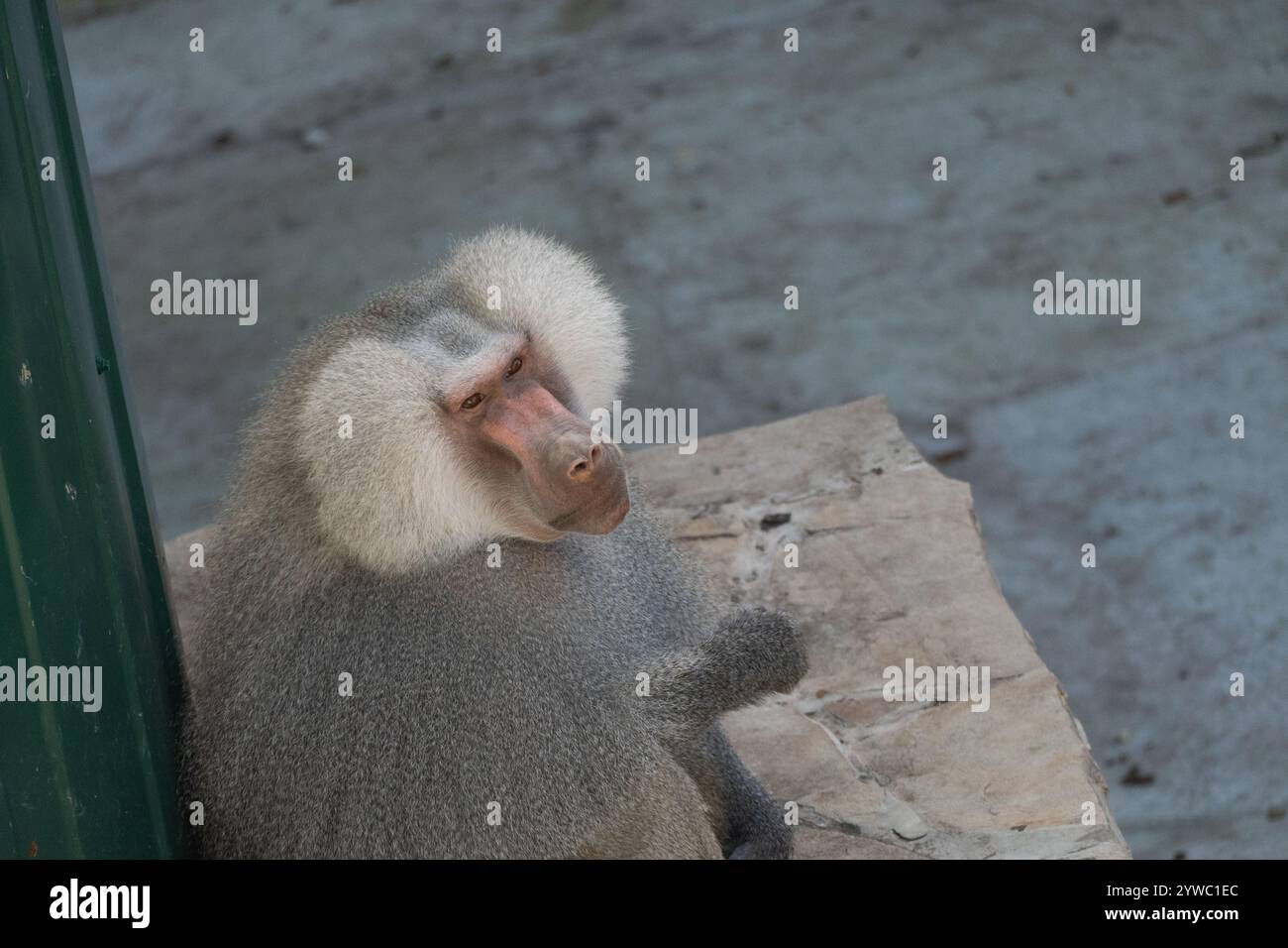 Baboon Zoo Enclosure Sitting - A baboon sits in a zoo enclosure, likely ...