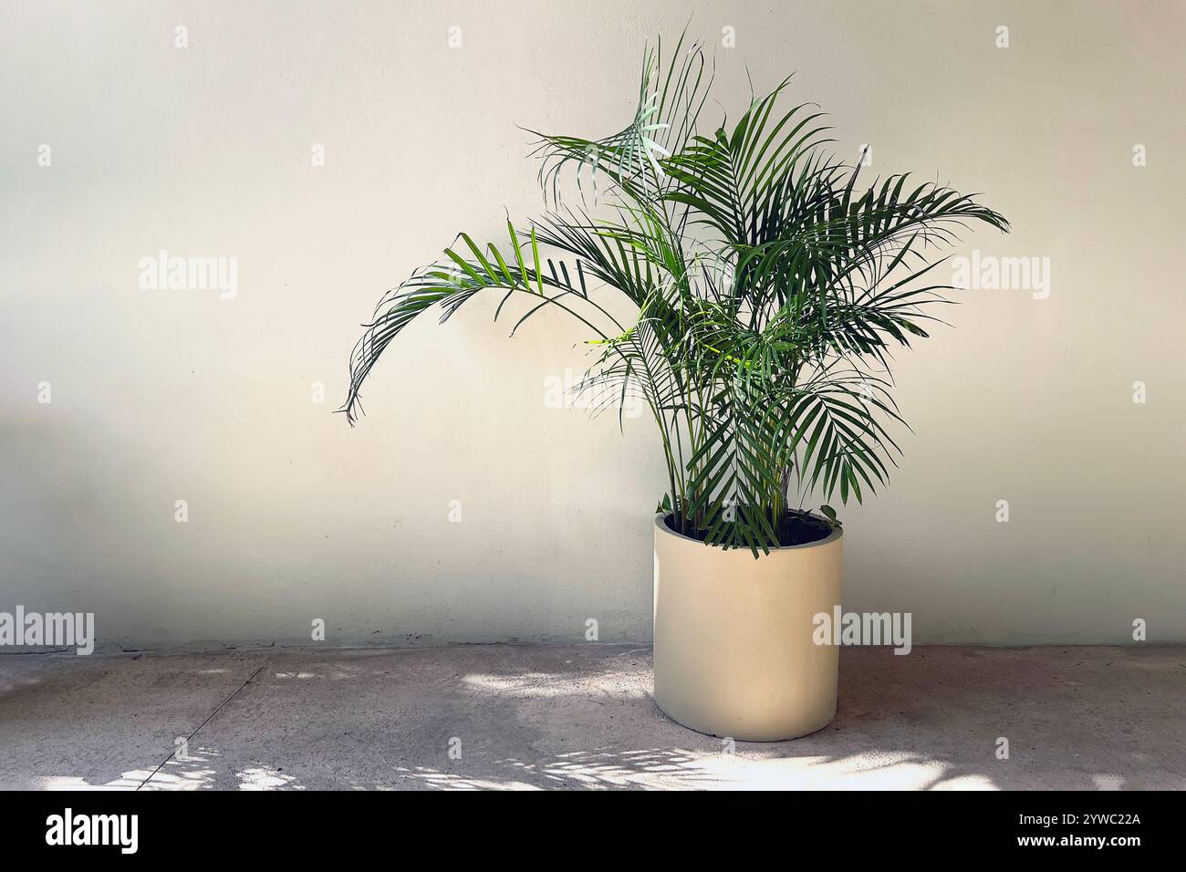 Green indoor plant in a simple pot against a neutral wall, a minimalist ...