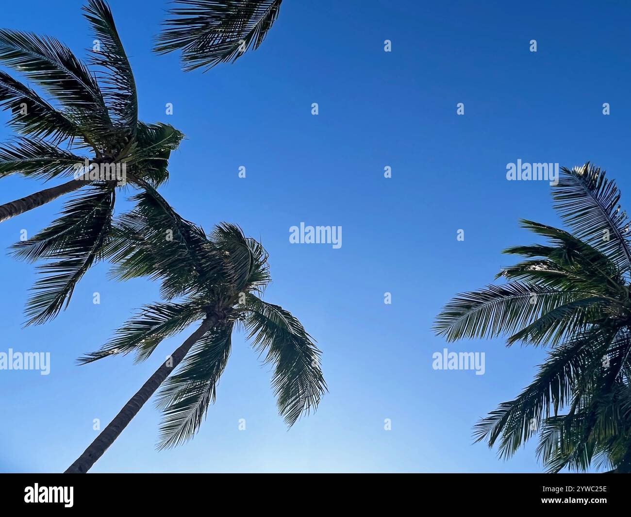 Vibrant palm trees sway gently under clear blue sky in tropical ...
