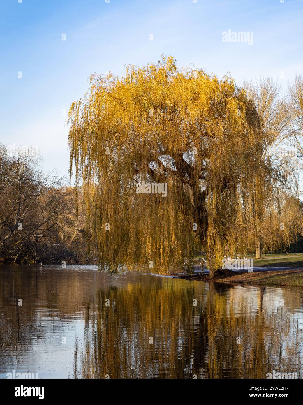 Greater willow hi-res stock photography and images - Alamy