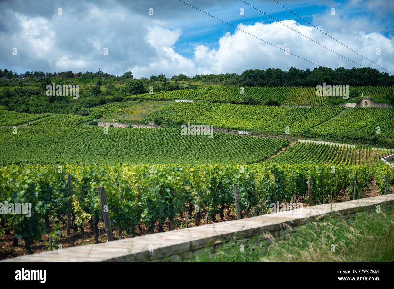 Green grand cru and premier cru vineyards with cross and rows of pinot ...