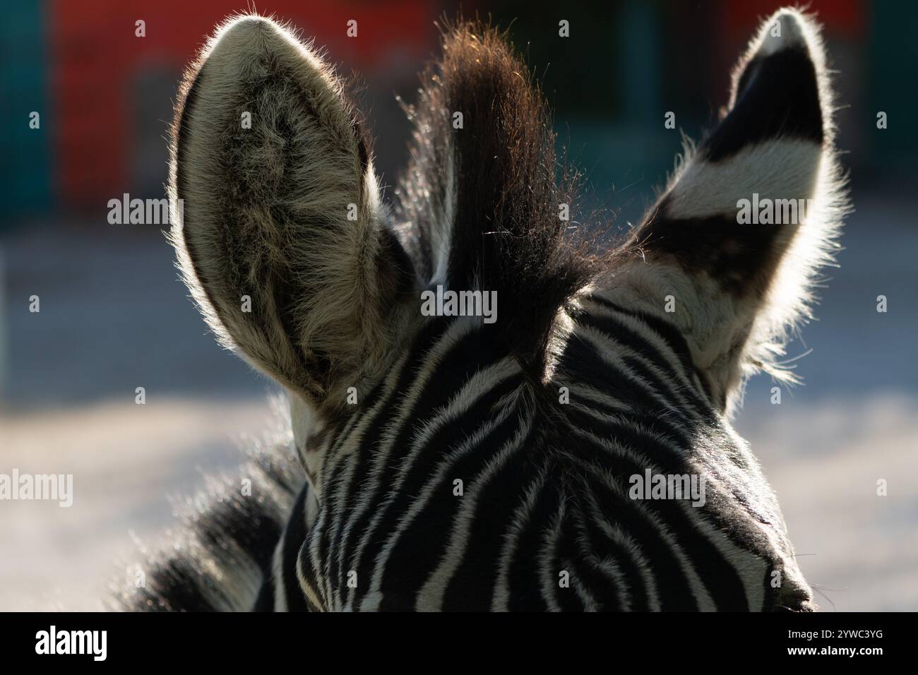 Zebra Ears Closeup Zoo; Animal portrait; Wildlife photography ...