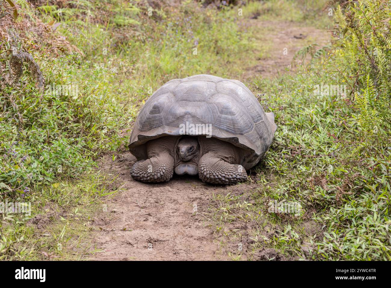 Don faustos tortoise hi-res stock photography and images - Alamy