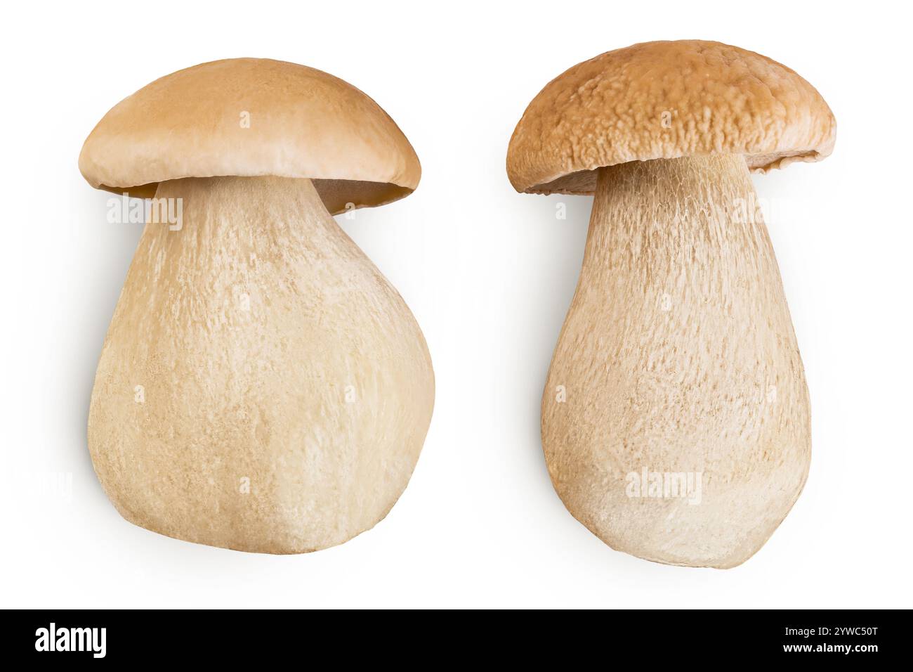 Fresh porcini cep mushroom isolated on white background with full depth ...