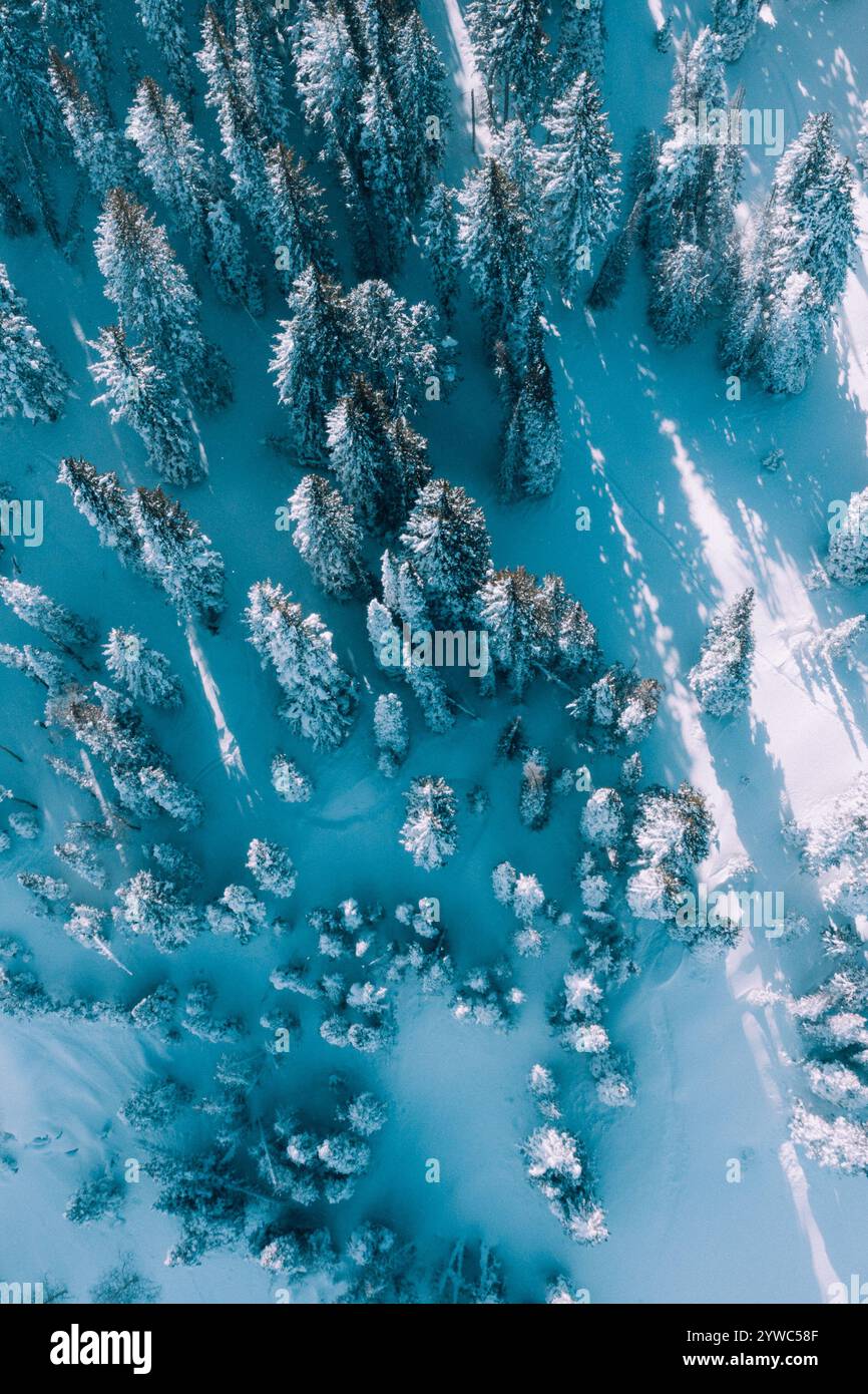 Overhead Snowy Trees Stock Photo - Alamy