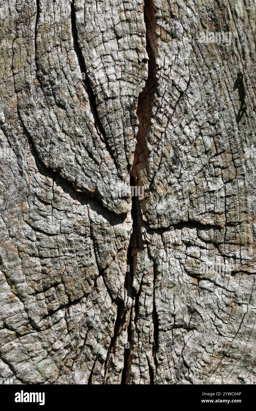 Textured cross section of a cracked and dried cut tree log showing ...