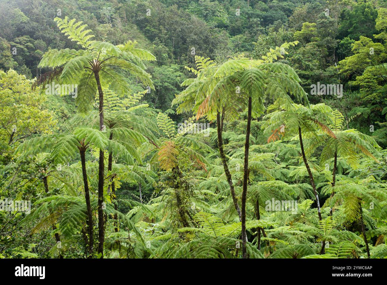 Tropical ferns from the genus Cyathea can reach up to 8 to 10 meters in ...