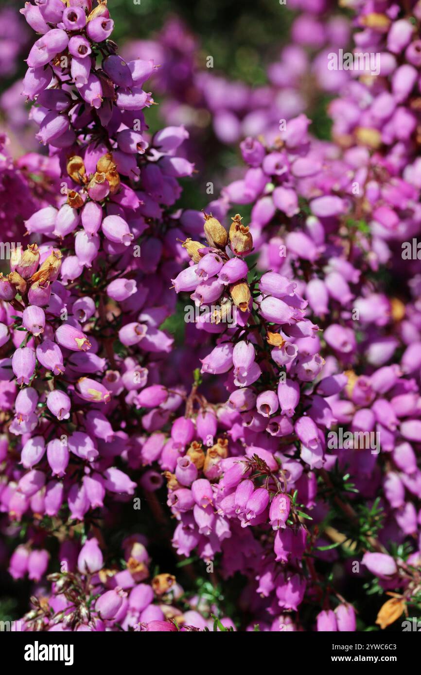 Pink bell heather, Erica cinerea, flowers in close up with a blurred ...