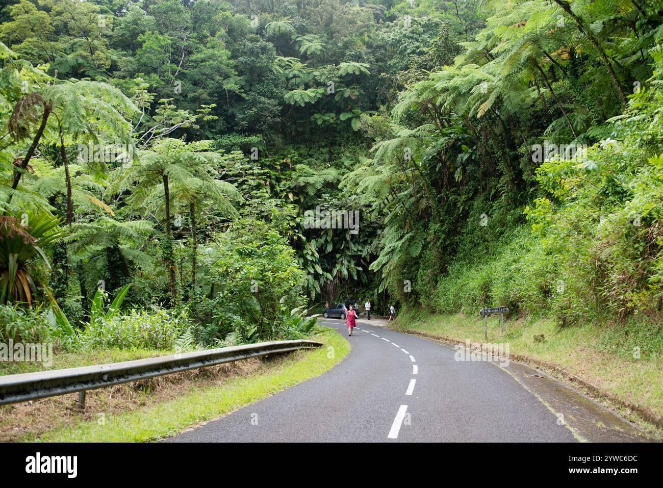 Tropical ferns from the genus Cyathea can reach up to 8 to 10 meters in ...