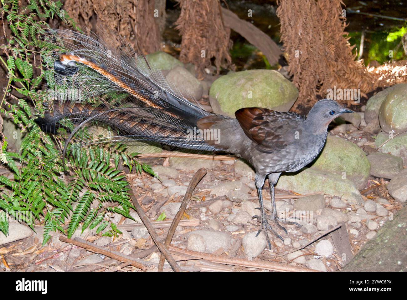 Lyrebird showing tail feathers in a Victorian rainforest Stock Photo ...