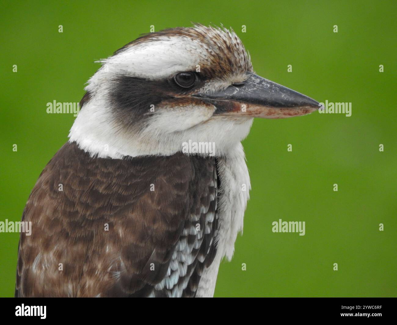 Kookaburra, a terrestrial tree kingfisher native to Australia Stock ...